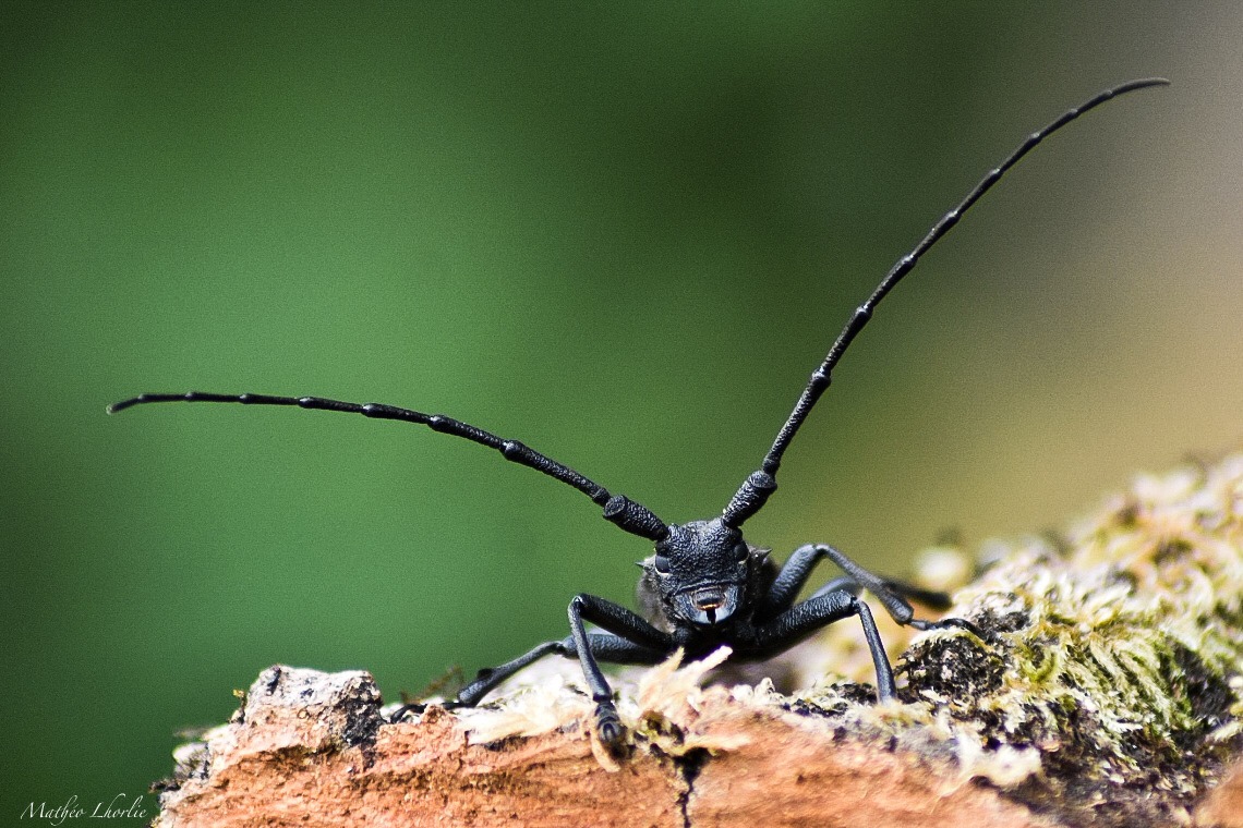 Curriculum Vitae - Mathéo LHORLIE